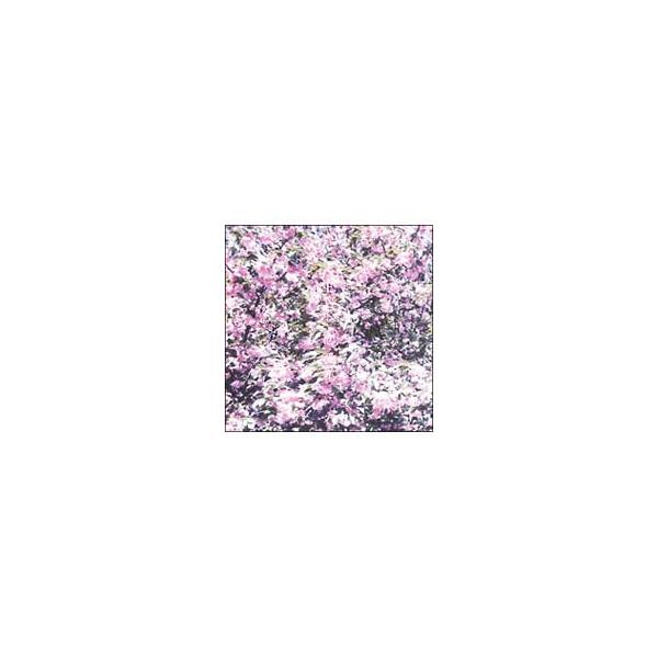 深浦昭彦、勝木ゆかりによる作曲家ユニット、センス(S.E.N.S.)の作品集。『美しき日々』ほか、話題のドラマ、映画、CMなど彼らが手がけたラブ・ソング12編を収録している。全編通して、美しいメロディとアコースティックなナチュラルで透明感あ...