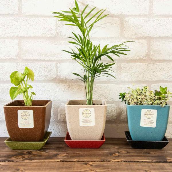 ecoforms（エコフォームズ） l California, USA since 1977アメリカ、カリフォルニア州北部でオーガニックの野菜や植物を生産し卸業を営んでいるファーマーが、1977年に立ち上げた環境に優しいエコな植木鉢ブランド...