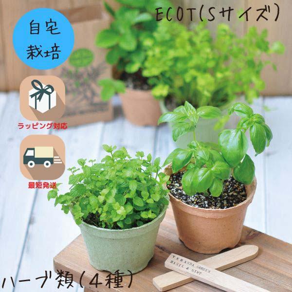 発芽適温以下ですと発芽しません。種は、水分、酸素、発芽適温の３条件が揃うとうまく発芽します。種は、発芽の条件がそろわないと芽を出さずに種の状態のまま過ごします。万が一、発芽しない場合は、当店までご相談ください。栽培環境等お聞きして再度種のみ...