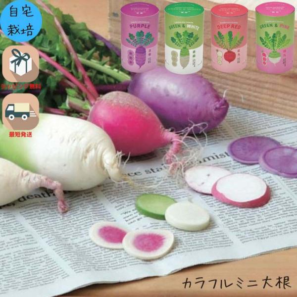 栽培キット　カラフルミニ大根彩り豊かなミニ大根を育てます。切った時の断面もお楽しみに！秋冬は樹木の葉も落ちて、寂しい風景になりがちな季節。カラフルなミニ大根が、いつもの食卓を明るく楽しく彩ります。ダイコンの特徴寒さや病気にも強く、丈夫で育て...