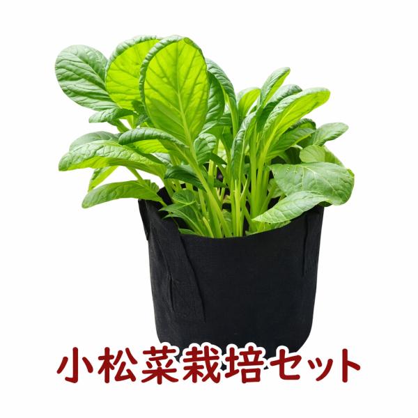 誠に申し訳ございませんが沖縄、離島は別途、追加送料がかかりますので、ご了承くださいませ。沖縄、離島は660円の追加となります。土はオリジナルブレンドの有機培養土です。エコにこだわった不織布プランターと有機種子で育てる初心者向け家庭菜園セット...