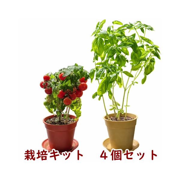誠に申し訳ございませんが、沖縄、離島は別途、追加送料がかかりますので、ご了承くださいませ。一個口ごとに沖縄、離島は660円の追加となります。 有機のタネと有機培養土、プランターのすべてがオーガニックなエコ栽培キットです。お好きな３種類を選べ...