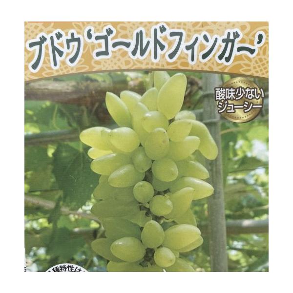 葡萄の苗木　ゴールドフィンガー12センチポット植え　　挿し木苗葡萄：ゴールドフィンガーは、果皮が薄くそのまま食べられる。多汁で糖度が18〜22度と高いぶどうです。■ぶどうの栽培方法ブドウはつる性です。地植えなら棚（藤棚のようなもの）が必要で...