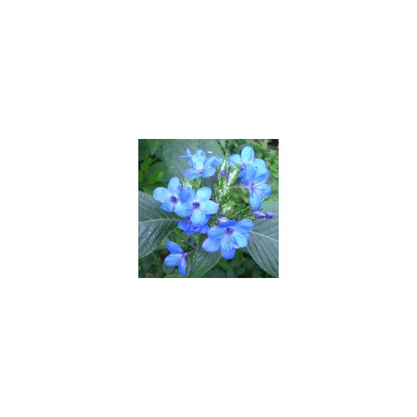 3寸ポット植えルリハナガサ（瑠璃花笠、トロピカルブルーセージ）は、インド原産の常緑低木で青紫色（瑠璃色）の美しい花を咲かせます。冬の時期に開花し、そのとても美しい花色に人気があります。