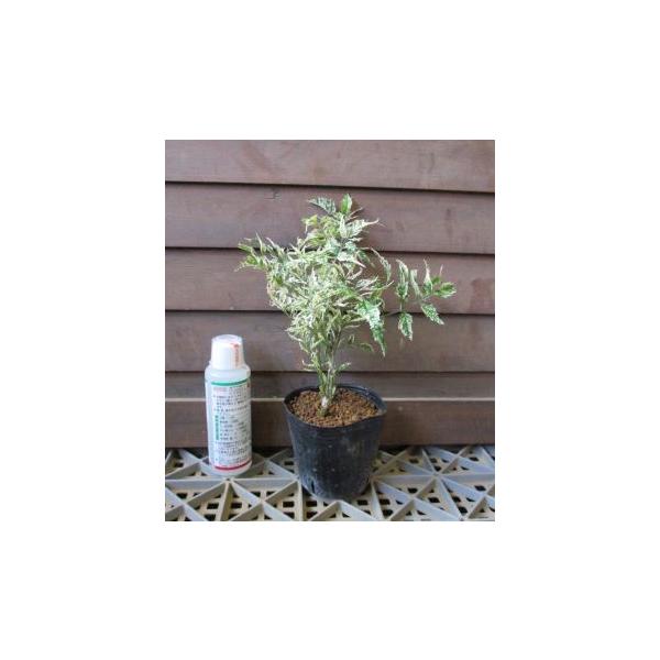 斑入り葉ノウゼンカズラ9センチポットノウゼンカズラ（のうぜんかずら）は、夏の暑い時期にオレンジ色や黄色のラッパのような花をたくさん咲かせる植物です。斑入り葉ノウゼンカズラ：葉に美しい斑が入るノウゼンカズラです。