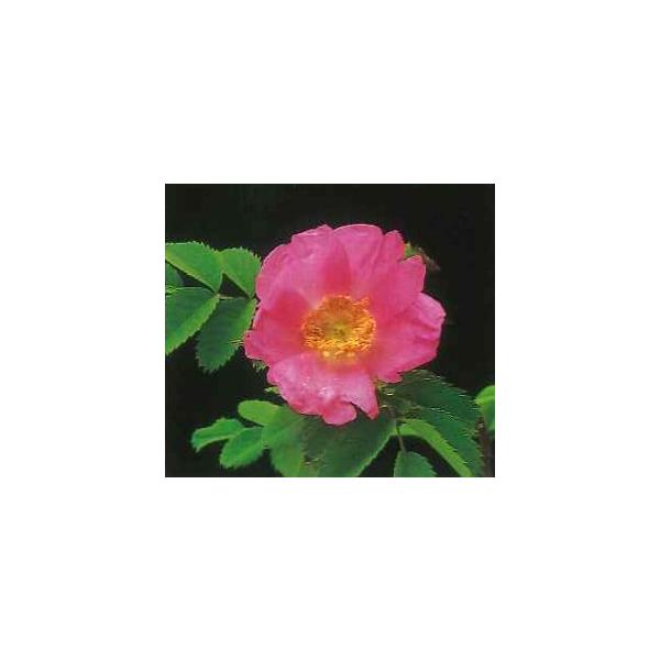 オオタカネバラ（大高嶺薔薇）赤花　：ハマナスに似た濃桃色の美しい花を咲かせます3寸ポットオオタカネバラ（大高嶺薔薇）赤花
