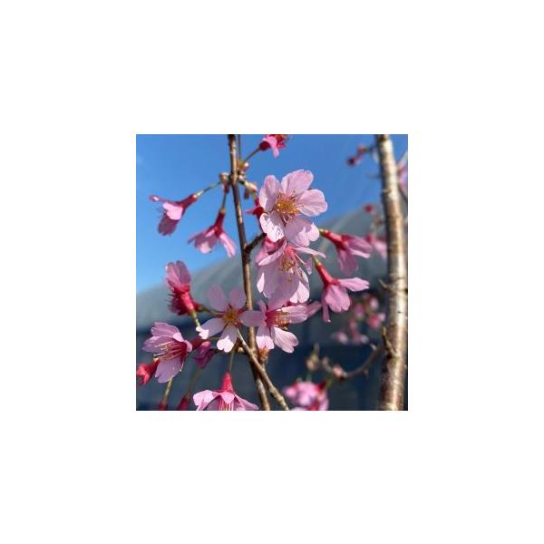 桜　苗木　オカメ桜規格：3〜5寸ポット植え、又は根巻き苗接ぎ木1〜２年生苗樹高：60〜80センチ程度別名；おとめ桜おかめ桜（オカメザクラ）は、カンヒザクラ系サクラで、花は紅紫色の一重咲き。ミニガーデンやシンボルツリーとして最適です。桜の中で...