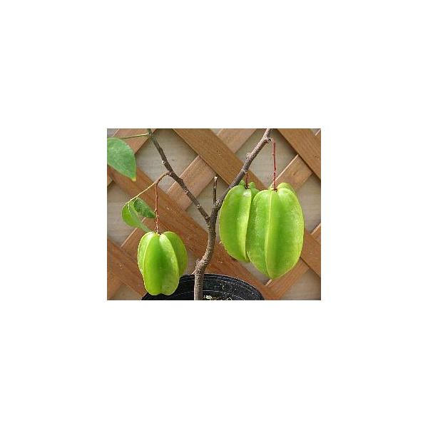 スターフルーツ4.5寸ポット植えトロピカルフルーツのスターフルーツ（ゴレンシ、五斂子）は、とても変わった形の果実で、果実をスライスした状態で見ると、綺麗な星型をしている。実は食用になり、生食はもちろんピクルスや砂糖漬け、ジュースなどに利用さ...