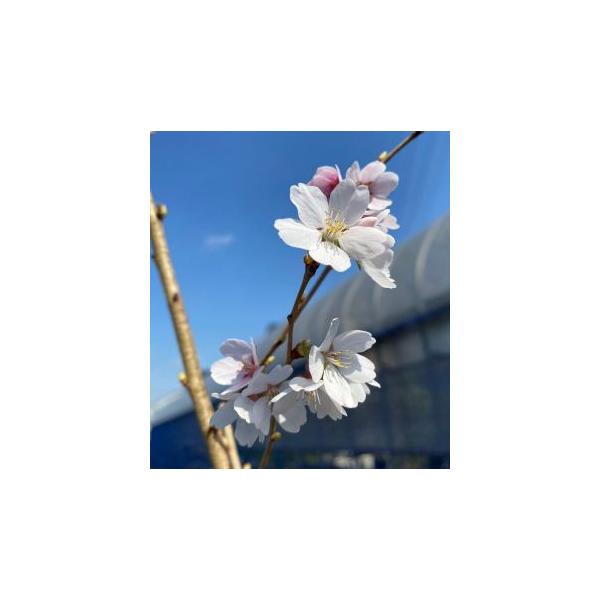 桜　四季桜　シキサクラ　苗木　苗　桜の木規格：3〜5寸ポット植え、又は根巻き苗接ぎ木1〜２年生苗樹高：60〜80センチ程度四季桜（シキザクラ）は、エドヒガンザクラ系サクラで、花は白色や淡紅色の一重咲き。春と秋に開花する二季咲き品種です。　＊...
