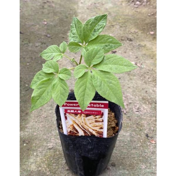 朝鮮人参（9センチポット植え）