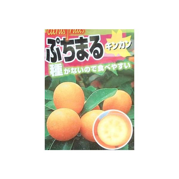 規格：5号（直径約15cm）ポット植え、又は根巻き苗、接ぎ木1年生苗、樹高：80cm程度金柑プチマルは、1999年に開発・発売された金柑の新品種で、種なしキンカンとして有名です。（種無しとありますが、若木のうちは小さな種が入るケースがござい...