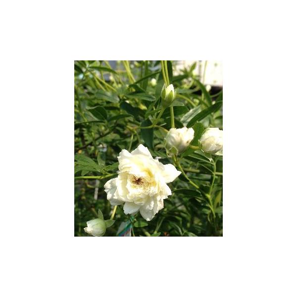 9センチポット白花　モッコウバラ（木香薔薇） 黄色が有名ですが、白花のモッコウバラで、 耐寒性、耐暑性とも強く育てやすいバラです。
