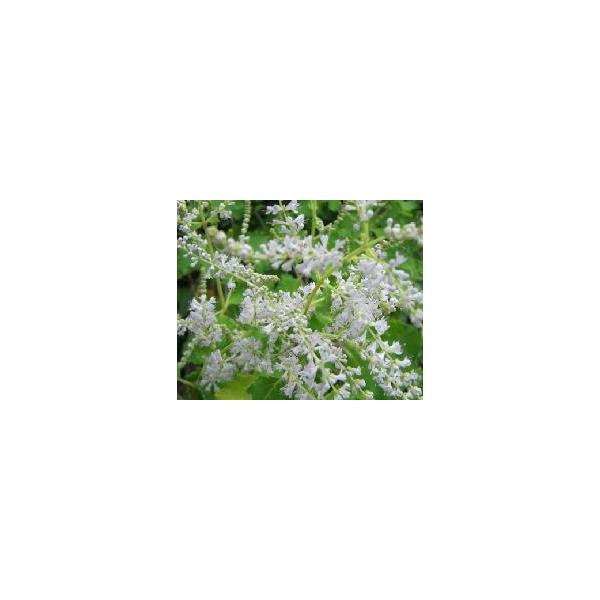 3寸ポット植えフブキバナ（吹雪花）は、別名イボザ、ハナフブキ（花吹雪）とも呼ばれる南アフリカ原産の常緑多年草です。冬の間に小さく白い花を咲かせ、風に吹雪のように花が舞うことから、名前が付けられた。