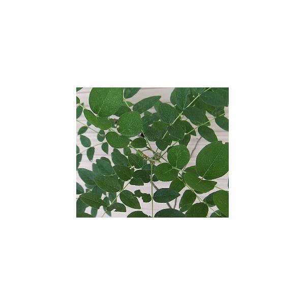 黒エンジュ　クロエンジュ9センチポット　樹高30〜50センチ程度エンジュ（槐）は、中国原産の落葉高木で街路樹や庭木として多く植えられています。7月ごろに開花する白い花は、蜂などが蜜を集める重要な蜜源植物となっています。また、開花直前のエンジ...