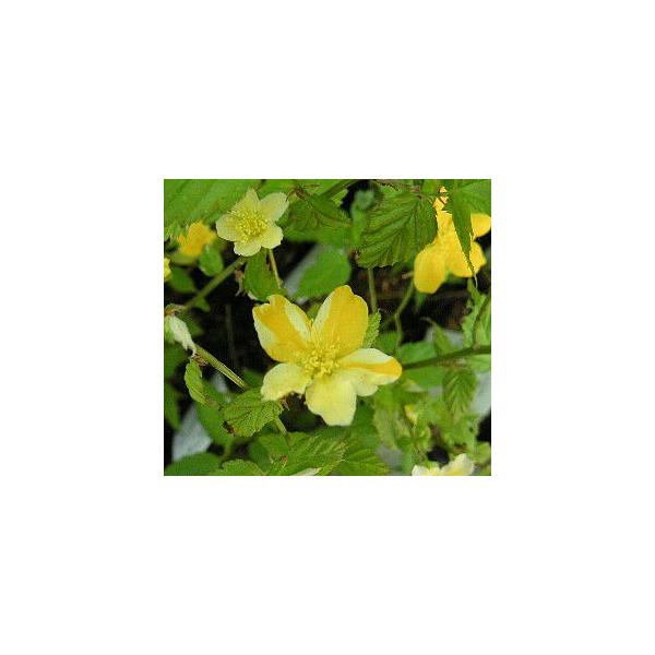 9センチポット山吹（ヤマブキ）は、山吹色と黄色を呼ぶように、美しい黄色の花を咲かせます。吹雪錦は、花に斑（絞り）が入る品種で、実に美しい花です。葉にも若干ではありますが、白斑が入る珍品種のヤマブキです。