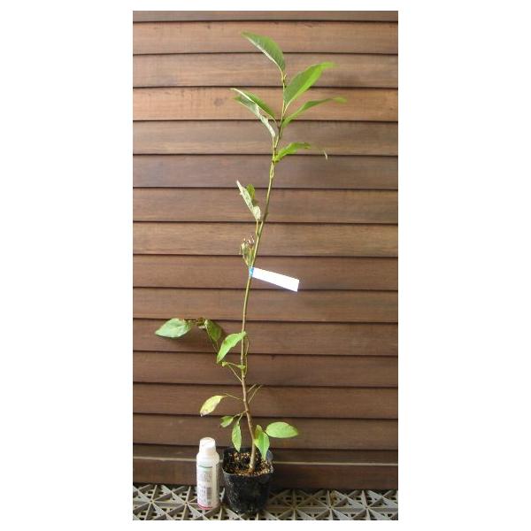 タムシバ　ニオイコブシ9センチポット　樹高20〜90センチ程度タムシバ（カムシバ）は、ニオイコブシとも呼ばれ、春の早い時期に香りのある白い花をたくさん咲かせる落葉樹です