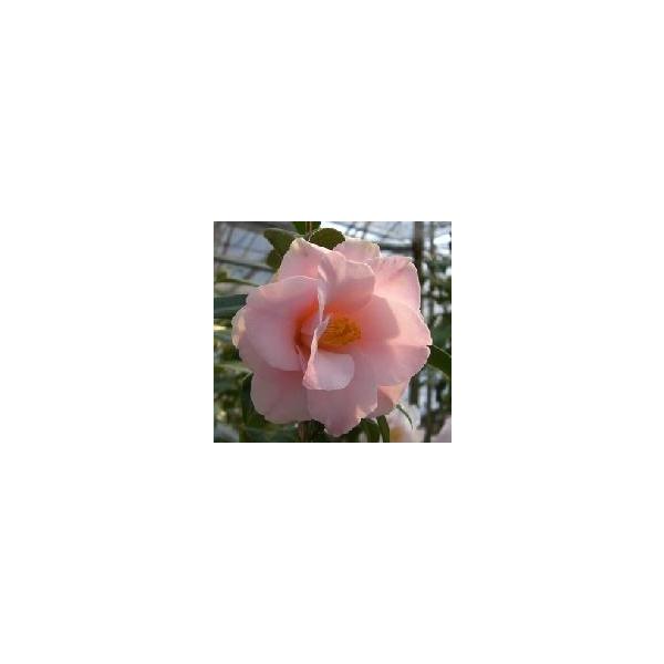 規格：3号（直径約9cm）ポット植え、挿し木1〜2年生苗、樹高：20cm程度