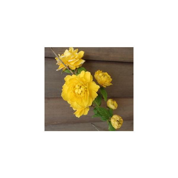 3寸ポット苗山吹（ヤマブキ）は、山吹色と黄色を呼ぶように、美しい黄色の花を咲かせます。八重咲き山吹は、美しい八重咲きの山吹です。