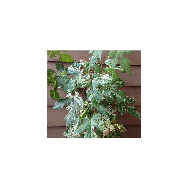 ノブドウ　野葡萄　斑入り葉のぶどう9センチポット植え葡萄：錦葡萄（斑入り葉野葡萄、ノブドウ）は、白色の斑が入るとても美しい品種です、果実は青や紫の光沢のある小さなものですが、食用には向きません。＊葉の枚数や茂り具合は季節により、また個体差が...