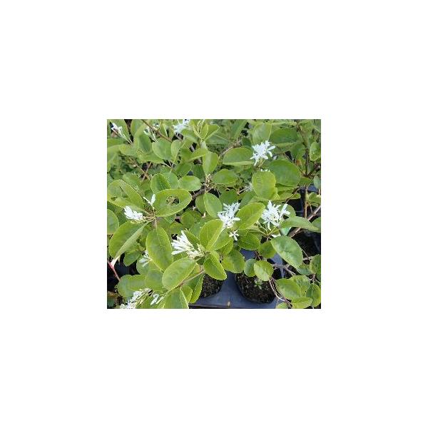 【一才性】ナンジャモンジャの木(ヒトツバタゴ)＊小さな若木の時から開花が期待できる一才性です。なんじゃもんじゃの木　ヒトツバタゴ6寸鉢植え　樹高80〜100センチ程度モクセイ科雪のような純白の綺麗な花を咲かせます。■管理のポイント日当たりが...