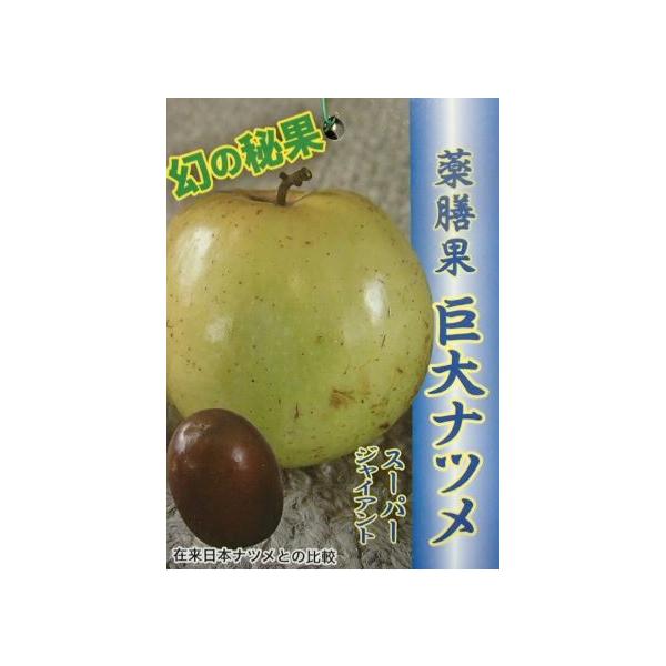 果樹苗木　巨大実ナツメ　巨大ナツメ　皇帝規格：5号（直径約15cm）ポット植え、樹高：40〜80cm程度ナツメは、お菓子の材料や漢方薬として利用されることがある果実です。また韓国の薬膳料理として知られるサムゲタンの材料としても利用されていま...
