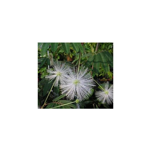 白花ネムノキ　常緑性4寸ポット植え明るい場所を好み0度以上での管理をお勧めします。葉が鳥の羽根に似た形をしています。面白い特徴としては、夜になると葉が閉じ眠ったように見えます。このことからネムの木（寝むの木）と命名される。