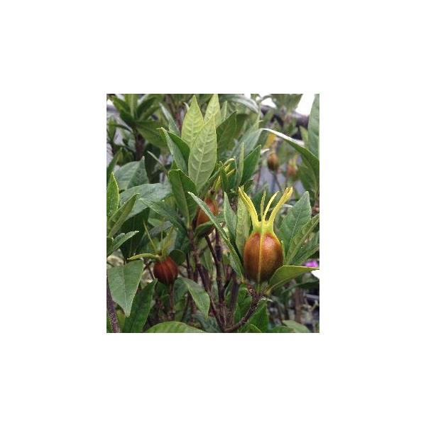 5寸ポット植え　樹高30〜70センチ程度クチナシ（梔子）は、秋頃に成る赤黄色の実が、熟しても割れないことから「口無し」と呼ばれるようになったとされている植物です。夏の初めに咲く花は、とても香が良く人気の品種です。果実は山梔子と呼ばれ生薬の一...