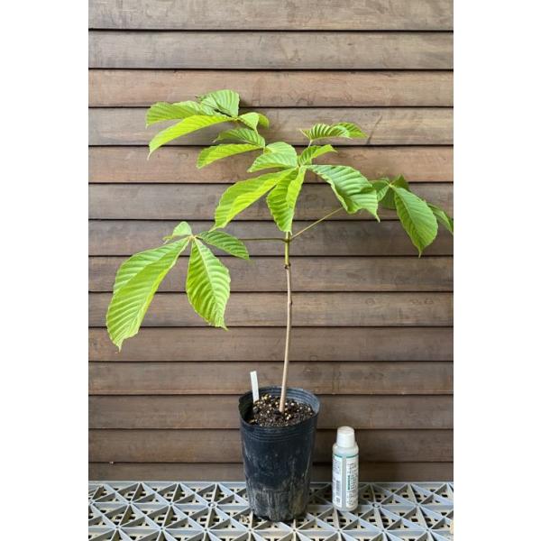 規格：4〜5号（直径約12〜15cm）ポット植え樹高：30〜50cm程度＊個体差により樹高に大差がありますのでご理解ください。＊樹形が曲がっている場合がありますがご理解ください。