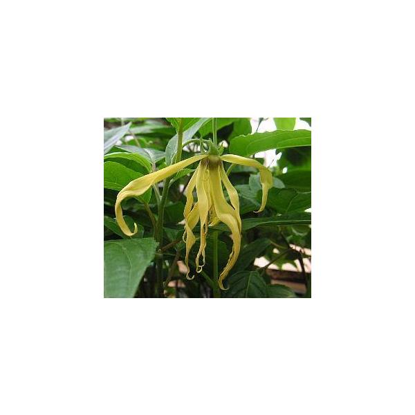 イランイランノキ規格：5号鉢植え樹高：40〜60cm程イランイランの木（イランイランノキ）は、その変わった形の花が、香水などの原料にも使用されているとても有名な花木です。花は、開花始めは緑色で徐々に黄色に変わっていき、ヒトデのように花弁が細...