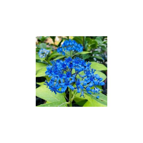 常山常盤紫陽花　：山紫陽花　ヤマアジサイ５寸鉢植え紫陽花（アジサイ）は、梅雨の時期に美しい花を咲かせる魅力ある植物です。最近はアジサイも品種が豊富になり数多くの紫陽花が流通するようになっています。山紫陽花（ヤマアジサイ）・ガクアジサイ・西洋...