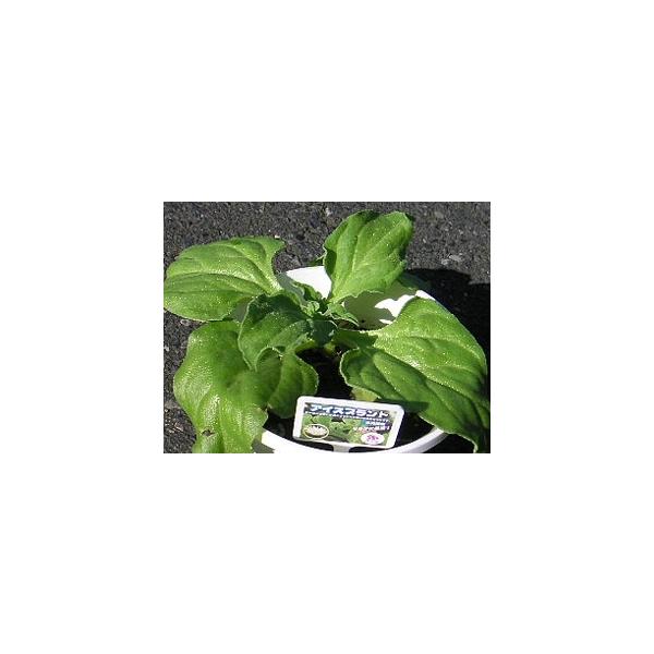 話題沸騰！！「アイスプラント」葉肉吸塩植物9センチポット苗４ポットセットテレビで紹介され、一躍有名になり品薄状態になった新しい野菜！その名も「アイスプラント」葉や茎の表面に、キラキラひ光る、まるで水晶玉のようなもの（液砲）が発生し、それはま...