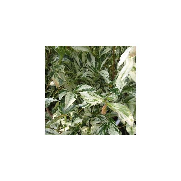 ５寸鉢植えヒサカキは、関東地方以北などで、神棚や祭壇に供えるなどする、神道の神事には欠かせない植物です。葉の特徴は、ギザギザ（鋸歯）があり、ツヤのある表面をしている。サカキ（榊）の代用品として関東地方以北で使用されています。残雪：斑入り葉ヒ...