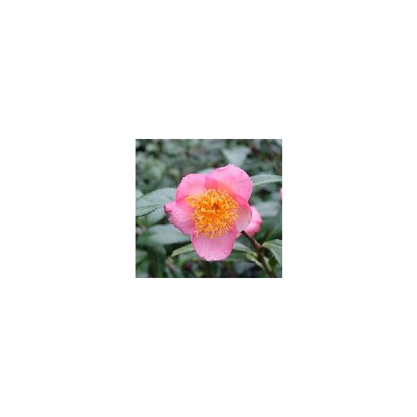 規格：3号ポット植え、挿し木1〜2年生苗、樹高：20cm程度炉開き椿（ロビラキツバキ）は、9月頃より開花する秋咲き品種といわれる。花は、桃色で一重咲き、極小輪。新潟県で発見された、雪椿と茶の木の天然雑種。