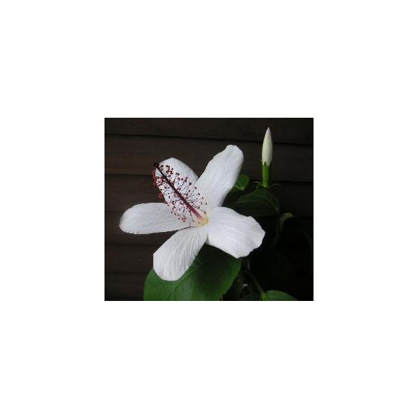 ハイビスカス　アーノッティアヌス　プナルエンシス（プナルウエンシス）大輪の白花品種ハイビスカス。アオイ科フヨウ属　非耐寒性常緑低木３寸ポット植え　樹高10〜20センチ程度