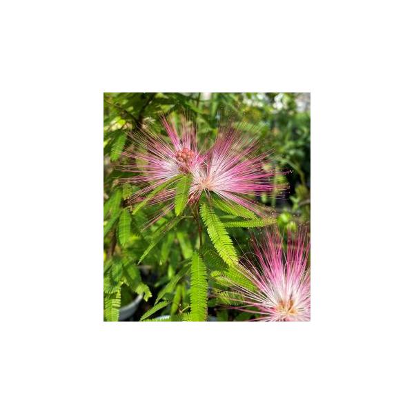 5寸鉢植え　樹高１５〜20センチ程度カリアンドラ・セロイ（別名：トキワネム　常磐合歓）ブラジル原産の植物で、ネムノキに似た常緑性の植物なのでトキワネムの名で流通していますが、ネムノキとは全く別の属です。ネムの木は落葉樹です。夏には美しいピン...