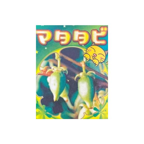 マタタビ　雌雄株セット　オスメスセット　雄木雌木セット9センチポット植×2マタタビの雌雄異株をセットにした大変お得で確実なセットです。マタタビは、その昔、疲れた旅人がマタタビの果実を食べて元気になり、また旅を続けられたという伝説からマタタビ...