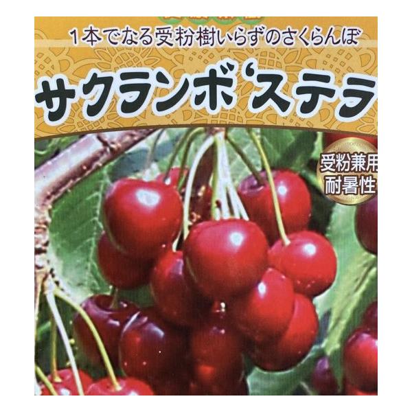 規格：5号（直径約15cm）ポット植え、又は根巻き苗、接ぎ木1年生苗、樹高：80cm程度