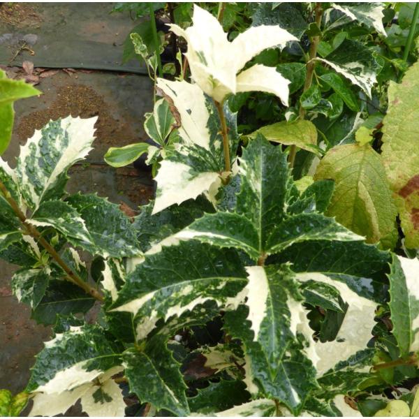 ヒイラギモクセイ　斑入り葉　3寸ポット植えモクセイは、育てやすく丈夫な樹木で、秋に素敵な香りを放つことで人気のある品種です。ヒイラギモクセイ（柊木犀）は、柊（ヒイラギ）とモクセイ（銀モクセイ）の雑種と考えられている品種で、秋口（9月〜10月...