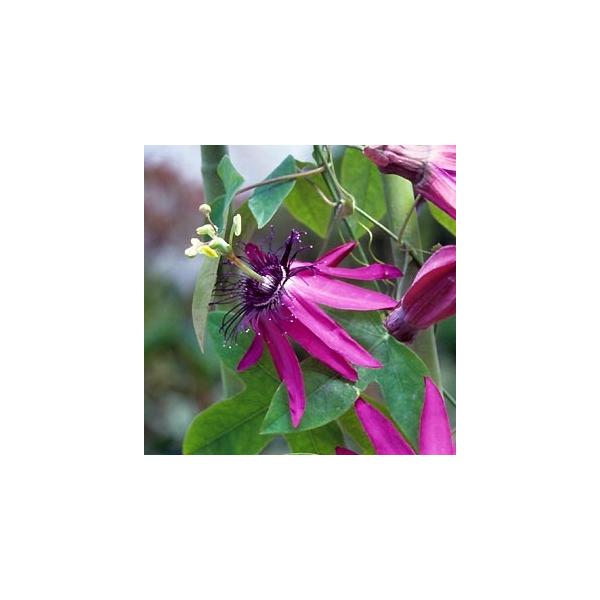 時計草　トケイソウ　パッシフローラ蔓性　3寸ポット植え　10〜20センチ程度ライラック・レディー　　Passiflora × violacea 　Lilac LadyP.racemosa x caerulea花径は約8〜約10.5cm程度で...