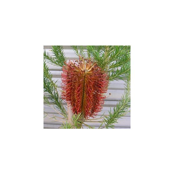 バンクシア　エリシフォーリア　ヒ−スバンクシアBanksia ericifolia5寸鉢植え＊樹形が暴れている場合がありますので、ご理解ください。■管理のポイント日当たりの良い場所で、排水の良い土を好みます。弱酸性用土を好む場合が多いです。...