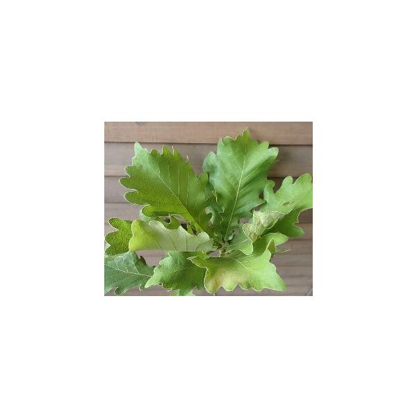 カシワの木３寸ポット植え　樹高40〜６０センチ程度カシワ（柏の木）は、五月の節句に出される柏餅に使用される大きな葉が特徴の落葉樹です。秋に紅葉した葉が春に新芽が出てくるまで落ちないため、とても縁起の良い木とされています。耐寒性も強く日本全国...