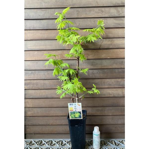 4寸ロング鉢植えオウゴンイタヤカエデ（黄金イタヤモミジ）別名、キンカクレは、イタヤカエデ（オオイタヤメイゲツ）の黄金品種で、新緑がとても美しい黄緑色になります。■モミジ（紅葉、カエデ、楓）の管理方法・日当たりの良い場所を好みます。・用土は通...