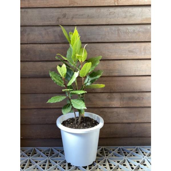 ５寸鉢植え月桂樹（ゲッケイジュ）は、地中海原産の常緑樹で、別名ローレルやローリエとも呼ばれ、葉が香辛料として使用されています。またギリシャ神話などにも登場し、現代でも勝利のシンボルとして、オリンピックなどのスポーツ競技の勝者に髪飾りとして授...