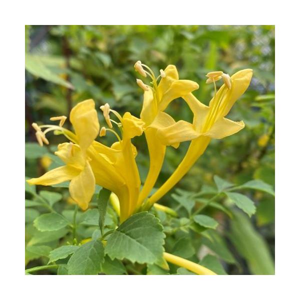 姫ノウゼンカズラ　５寸鉢植え