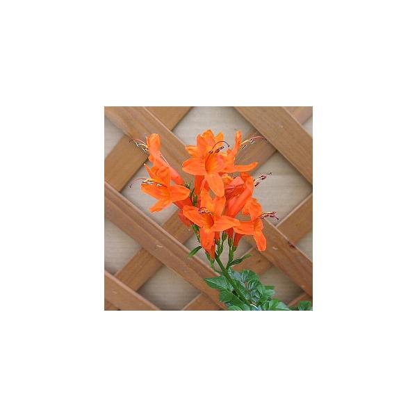 姫ノウゼンカズラ　５寸鉢