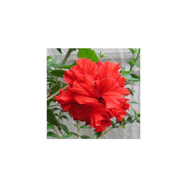 ハイビスカス　レッドカーネーションHibiscus赤花の八重咲きタイプ。アオイ科フヨウ属　非耐寒性常緑低木５寸鉢植え■ハイビスカスの栽培方法（ハイビスカスの育て方）ハイビスカスは、日当たりが良く、排水のよい場所を好みます。用土は特に選びませ...