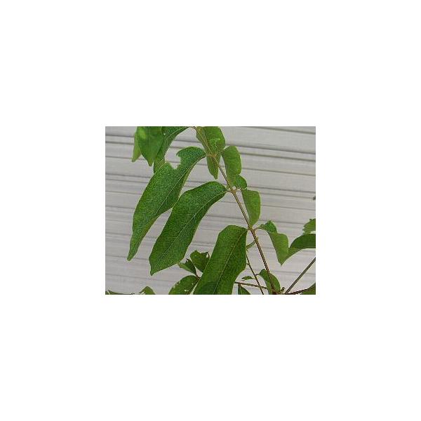 ムクロジムクロジ科ムクロジ属 (落葉高木)3〜4寸ポット植え　樹高20〜40センチ程度果皮は多量のサポニンを含み、水を泡立てる働きがあるため石鹸として利用されてきた果実です。また、熟した果実の中にある、黒い種子はとても固く弾むため、羽子板の...