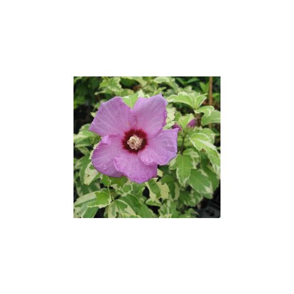 ムクゲ　３寸ポット苗　樹高15〜20センチ程度斑入り葉ムクゲ　ミーハニームクゲ：ミーハニーは白い覆輪葉のムクゲで、花は紫色の底紅。