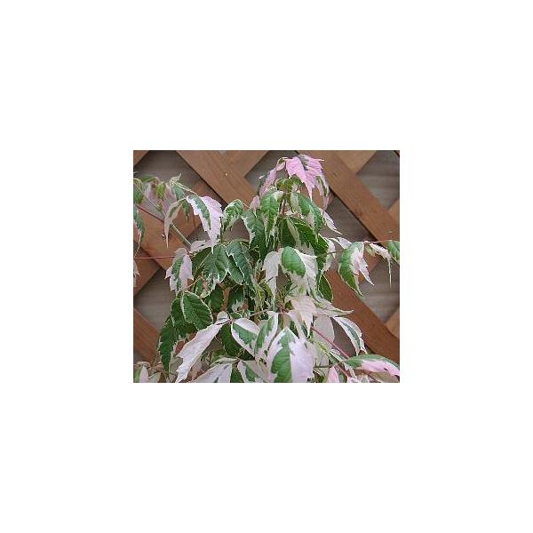 ネグンドカエデ：フラミンゴ耐寒性落葉高木北アメリカ原産の西洋楓3寸ポット植え　樹高15〜30センチ程度ネグンドカエデ：フラミンゴは、北アメリカ原産の西洋楓で葉の色が白・ピンク・緑と三色のコントラストがとても美しい楓です。■モミジ、紅葉、カエ...