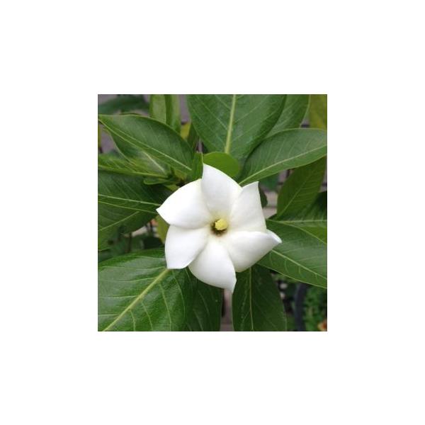 3寸ポット植え素敵な香りと純白の花が人気のクチナシ。ハワイの固有種であるナーヌ（ＮＡＮＵ）は、ティアレタヒチよりも花の花弁が肉厚で幅が広く、香も強く素敵な香りを漂わせます。